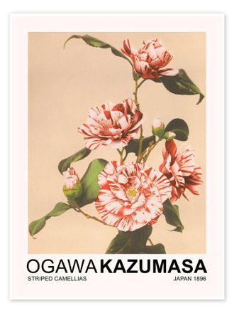 Posterlounge Striped Camellias Poster von Ogawa Kazumasa 13 x 18 cm Pastell Wandbilder Wanddeko