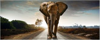 Wallario Glasbild Elefant bei Sonnenaufgang in Afrika - 50 x 125 cm Wandbilder Glas in Premium-Qualität: Brillante Farben, freischwebende Optik