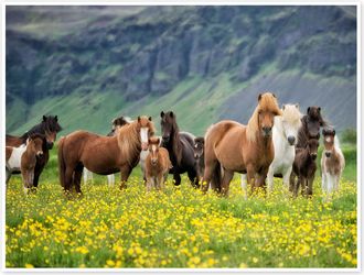 Posterlounge Islandpferde VII Poster von PHBurchett 40 x 30 cm Grün Wandbilder Wanddeko