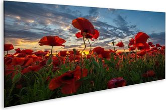 Islandburner Bild auf Leinwand Roter Mohn im Sonnenuntergang mit dramatischem Himmel Bilder Wandbilder Poster