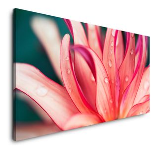 Paul Sinus Art pinke Bl&auml;tter 120x 60cm Panorama Leinwand Bild XXL Format Wandbilder Wohnzimmer Wohnung Deko Kunstdrucke