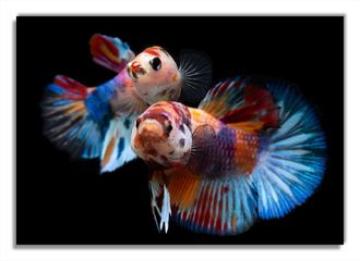 Wallario selbstklebendes Poster - Tanz unter Wasser, Aufkleber in Premiumqualit&auml;t, Klebefolie Gr&ouml;&szlig;e: 70 x 100 cm (Riesenposter)