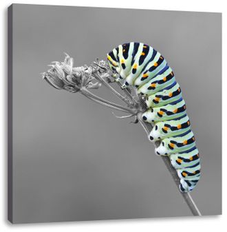 Pixxprint Grüne Raupe auf AST Tiere, 60x60cm, Leinwandbild Quadratisch, Wandbild, Kunstdruck, fertig bespannt