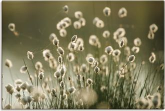 Artland Wanddeko Leinwand Bilder Wandbild 120x80 cm Pflanzen Gr&auml;ser Pampasgras Wollgras Bl&uuml;ten Blumen Moor Fr&uuml;hling U4YQ