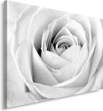 Feeby Frames Feeby, Leinwandbild, Bilder, Wand Bild, Wandbilder, Kunstdruck 70x100cm, WEIßE Rose
