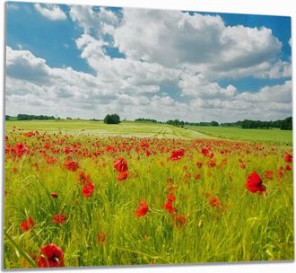 Wallario Herdabdeckplatte/Spritzschutz aus Glas, 1-teilig, 60x52cm mit 13mm hohen F&uuml;&szlig;en, f&uuml;r Ceran- und Induktionsherde, Gr&uuml;ne Wiese mit Mohnblumen