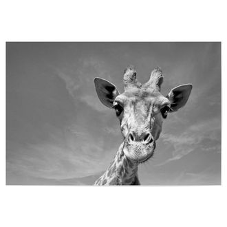 artboxONE Poster 150x100 cm Tiere Neugierige Giraffe hochwertiger Design Kunstdruck - Bild giraffe giraffe