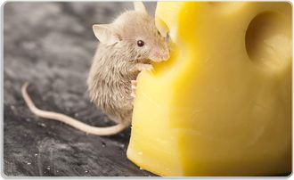 Wallario Fr&uuml;hst&uuml;cksbrettchen aus Glas, Glasunterlage, Glasbrettchen S&uuml;&szlig;e Maus knabbert an einem K&auml;se in der K&uuml;che, Gr&ouml;&szlig;e 14 x 23 cm, Sicherheitsglas