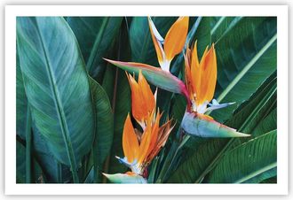 Arttor Poster ohne Rahmen Himmlisch Vogel Blume Deko 91x61cm Wandposter Art Prints Wandbilder Dekoration Wohnzimmer Schlafzimmer K&uuml;che Wanddeko Bild Wand Kun