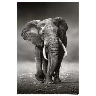 Reinders Poster, Elefant, Wohnzimmer, Poster, Wanddeko, Room Decor, 150 gr. glänzend Bilderdruckpapier, Schwarz, 91,5x61cm
