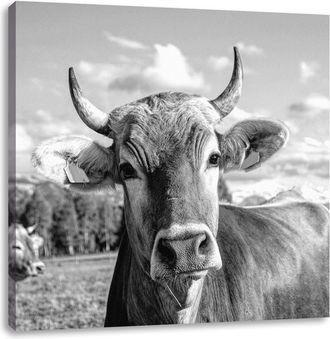 Pixxprint Neugierige Kuh auf Weide im Allgäu, Monochrome, Größe: 70x70 cm, Leinwandbild Quadratisch, Wandbild, Kunstdruck, fertig bespannt