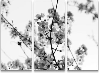 Paul Sinus Art Leinwandbilder | Bilder Leinwand 130x90cm Ast mit Blumen schwarz/wei&szlig;