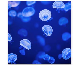 Paul Sinus Art Leinwandbilder | Bilder Leinwand 90x90cm leuchtende Quallen
