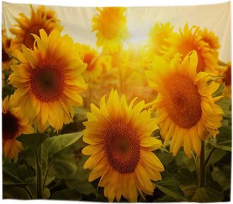 A.Monamour Wanddekor Wandteppiche Blühende Sonnenblumen Im Feld Hintergrund Sonnenschein Landschaft Natur Landschaft Print Stoff Wandbehang Tapisserie Wandbild D