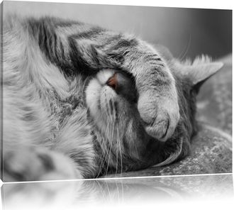 Pixxprint niedliche Katze beim schlafen B&W, Größe: 100x70cm, Leinwandbild, fertig gespannt, Wandbild, Dekoration, Kunstdruck, kein Poster