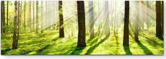 Paul Sinus Art Leinwandbilder | Bilder Leinwand 120x40cm Sonnenstrahlen im Wald