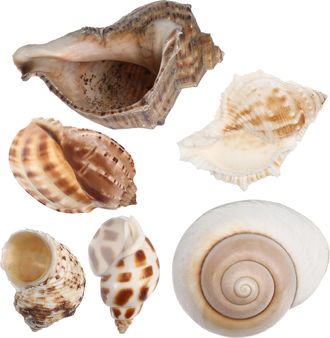 Valiclud 6 Stück Teiliges Große Natürliche Conch und Krabbenschalen Aquarium Dekorationen Lebensechte Verstecke für Krabben Vielseitig Einsetzbar für Bastelpro