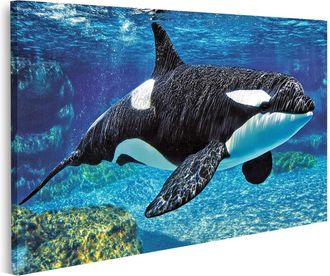 Islandburner Prime Bild auf Leinwand Schwimmender Orca im klaren Wasser für Wohnzimmer Naturliebhaber Wellnessbereich Bilder Wandbilder Poster