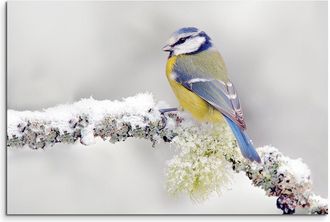 Paul Sinus Art Fotoleinwand 60x40cm Tierfotografie - Blaumeise im Winter