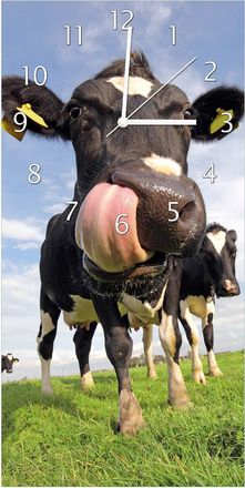 Wallario Design-Wanduhr, Acrylglasuhr Gr&ouml;&szlig;e 30 x 60 cm, wei&szlig;e Zeiger, Motiv Lustige Kuh auf der Weide mit herausgestreckter Zunge