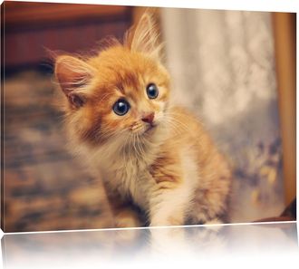 Pixxprint Neugieriges Kätzchen, Größe: 60x40cm, Leinwandbild, fertig gespannt, Wandbild, Dekoration, Kunstdruck, kein Poster