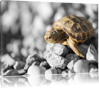 Pixxprint süße Schildkröte auf Steinen B&W, Größe: 100x70cm, Leinwandbild, fertig gespannt, Wandbild, Dekoration, Kunstdruck, kein Poster
