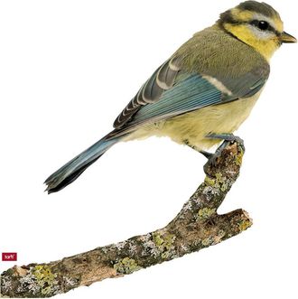 1art1 Vögel Blaumeise Wand-Tattoo | Deko Wandaufkleber für Wohnzimmer Kinderzimmer Küche Bad Flur | Wandsticker für Tür Wand Möbel/Schrank 18x18 cm