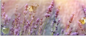 Pixxprint Glasbild Panorama, Wandbild aus Echtglas, Schmetterlinge auf Lavendelblumen, 120x50 cm, inkl. Aufhängung und Abstandshalter