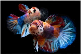 Wallario K&uuml;chenr&uuml;ckwand aus Glas 90 x 60 cm, Motiv: Tanz unter Wasser | Spritzschutz abwischbar & pflegeleicht