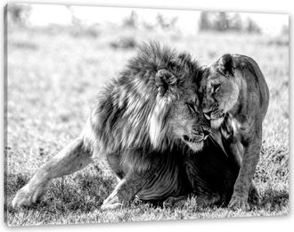 Pixxprint Schmusendes Löwenpaar in der Steppe, Monochrome, Größe: 60x40cm, Leinwandbild, fertig gespannt, Wandbild, Dekoration, Kunstdruck, kein Poster