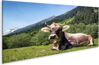 Islandburner Bild auf Leinwand Kuh In Den Alpen Bilder Wandbilder Poster