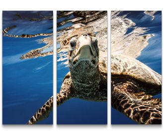 Paul Sinus Art Leinwandbilder | Bilder Leinwand 130x90cm Schildkröte unter Wasser