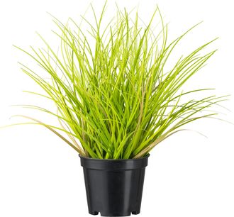 Creativ Green k&uuml;nstliches Gras im Topf 24cm I naturgetreues k&uuml;nstliches Dekogras f&uuml;r innen I Ziergras f&uuml;r Innen I hochwertige & dekorative Dekopflanze I Kunstpflanz