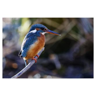 artboxONE Poster 30x20 cm Tiere Eisvogelweibchen am Ansitz - Bild eisvogel eisvogel Natur