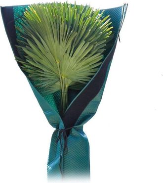 BIOGreen Bio Green Palmenschutz H&ouml;he 150 cm Stamm &Oslash; bis 35 cm Wintervlies