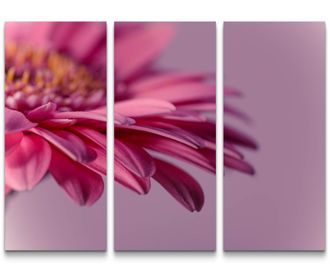 Paul Sinus Art pinke Gerbera - Nahaufnahme - 3 teiliges Wandbild Gesamtgröße 130x90cm
