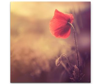 Paul Sinus Art Leinwandbilder | Bilder Leinwand 60x60cm Mohnblume im Sonnenlicht