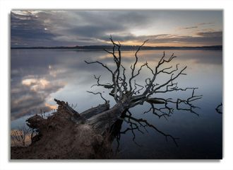 Wallario selbstklebendes Poster - Baum im Abendlicht, Aufkleber in Premiumqualit&auml;t, Klebefolie Gr&ouml;&szlig;e: 70 x 100 cm (Riesenposter)