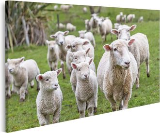 Islandburner Bild auf Leinwand Lämmer Schafe Grünes Gras Wandbild Poster Kunstdruck Bilder