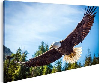 Islandburner Prime Bild auf Leinwand Nordamerikanischer Weißkopf-Seeadler im Mittelflug Bilder Wandbild Poster Leinwandbild