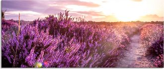 Pixxprint Glasbild Panorama, Wandbild aus Echtglas, Lavendellandschaft bei Sonnenuntergang, 120x50 cm, inkl. Aufhängung und Abstandshalter