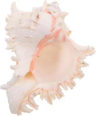 PartyKindom Große Natürliche Muschel Deko Authentische Riesen Meeresschnecke Vielseitig für Aquarium Strandparty DIY Bastelprojekte und Esstisch Mittelstück Geeig