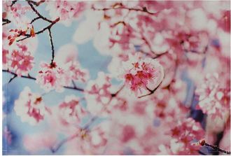 Matches 21 matches21 Stoff Tischset als abwaschbares Platzdeckchen - Platzset in 45 * 30 cm mit Kirschblüte Frühling - Waschbare Textil Esstisch Unterlage als Ti