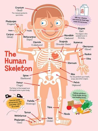 Generic Professional Human Skeleton Anatomical Chart - Large Educational Poster for Doctors, Physiotherapists, University & Hospital(Unframed,16x24inch(40x60c