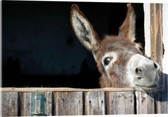 Posterlounge Süßer neugieriger Esel Acrylglasbild 30 x 20 cm Wandbilder Wanddeko