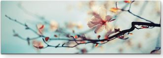 Paul Sinus Art Leinwandbilder | Bilder Leinwand 150x50cm Blossom Baum