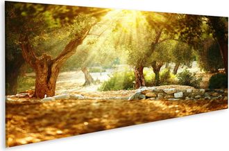 Islandburner Bild auf Leinwand Olivenbäume Garten. Mediterraner Olivenhain mit altem Olivenbaum Wandbild Leinwandbild Kunstdruck Poster 120x40cm - Panorama