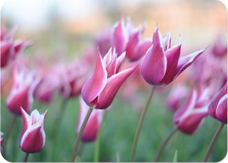 Fabulous Platzsets, weich, Unterseite aus Kork, Tischsets, Nahaufnahme, Feld mit roten Tulpen, Vegetale - Großes Format 39,5 x 28,5 cm, 4 Stück