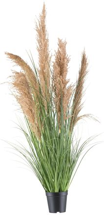Creativ Green k&uuml;nstliches Natur-Schilfgras 75cm mit echten Wedeln I k&uuml;nstliches Schilfgras wie echt im Topf I dekoratives Pampasgras f&uuml;r Innen I hochwertige & dekor