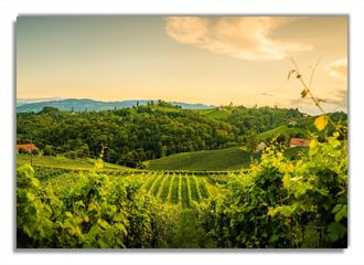 Wallario selbstklebendes Poster - Abendlicht &uuml;ber Weinbergen, Aufkleber in Premiumqualit&auml;t, Klebefolie Gr&ouml;&szlig;e: 70 x 100 cm (Riesenposter)
